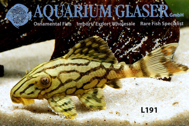 Panaque from Colombia: L190, L191, L330 - Aquarium Glaser GmbH