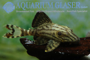 Panaque sp. L191 - Aquarium Glaser GmbH