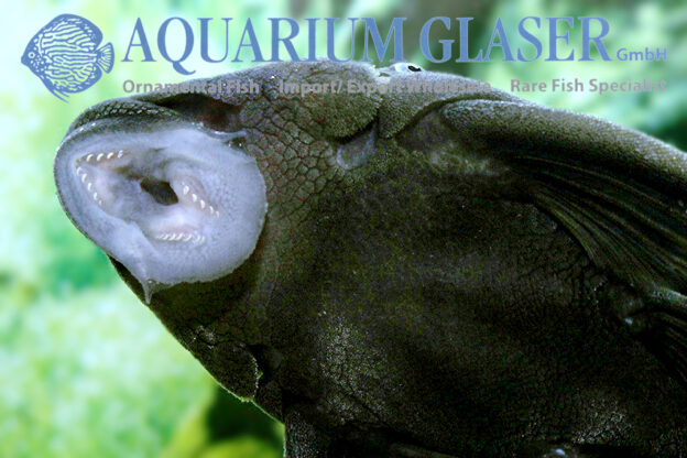 Panque suttonorum ( = P. suttoni) - Aquarium Glaser GmbH
