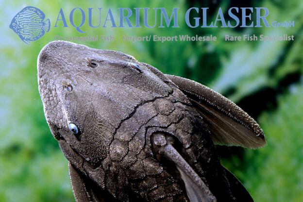 Panque suttonorum ( = P. suttoni) - Aquarium Glaser GmbH