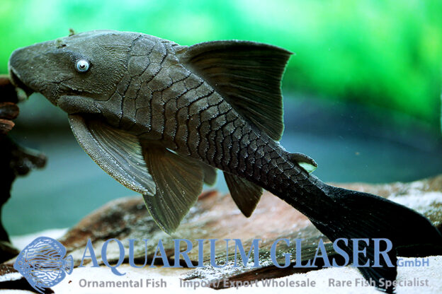 Panque suttonorum ( = P. suttoni) - Aquarium Glaser GmbH