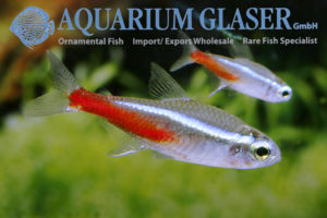 Paracheirodon innesi Wild - Aquarium Glaser GmbH