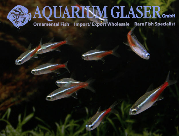 Paracheirodon innesi Wild - Aquarium Glaser GmbH