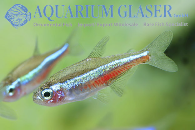 Paracheirodon simulans - Aquarium Glaser GmbH