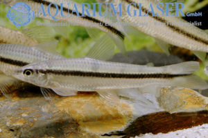 Apareiodon affinis - Aquarium Glaser GmbH