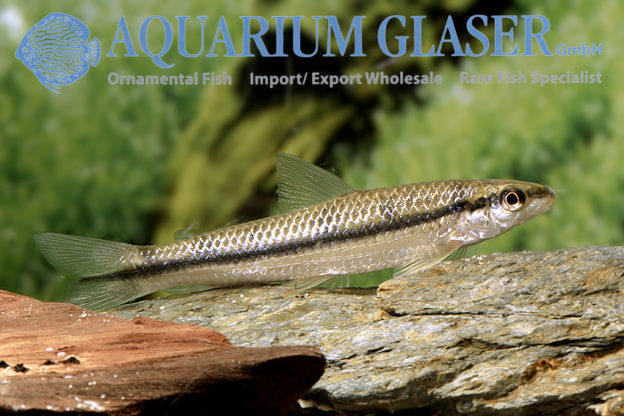 Apareiodon affinis - Aquarium Glaser GmbH