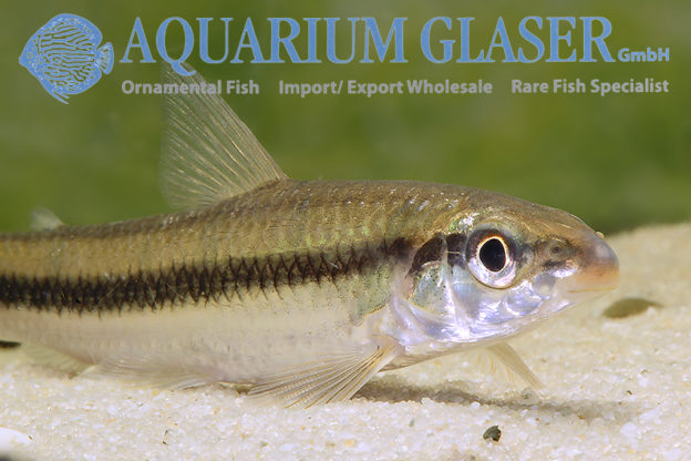 Apareiodon affinis - Aquarium Glaser GmbH