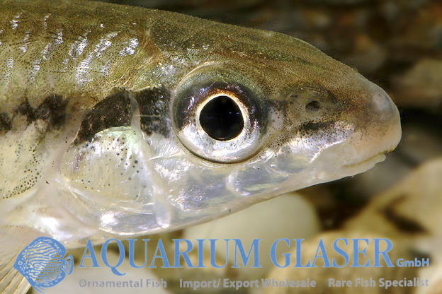 Apareiodon affinis - Aquarium Glaser GmbH