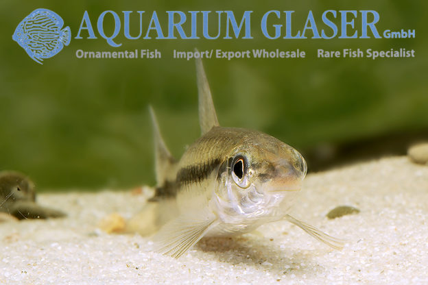 Apareiodon affinis - Aquarium Glaser GmbH