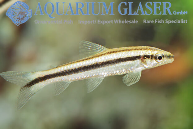 Parodon sp. cf. pongoensis - Aquarium Glaser GmbH