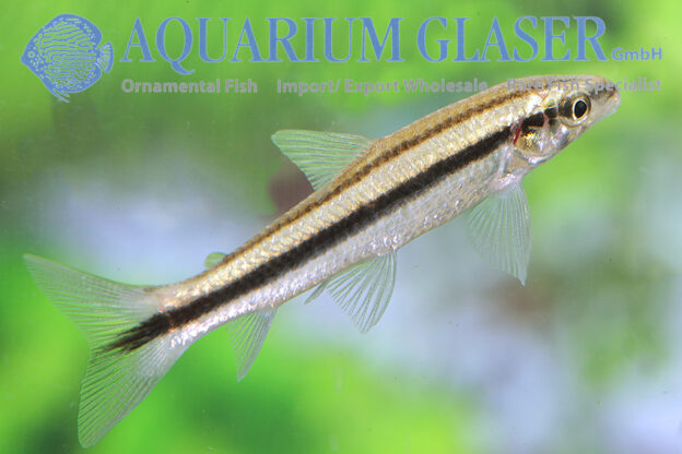 Parodon sp. cf. pongoensis - Aquarium Glaser GmbH