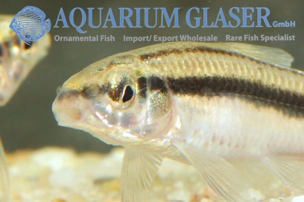Parodon sp. cf. pongoensis - Aquarium Glaser GmbH