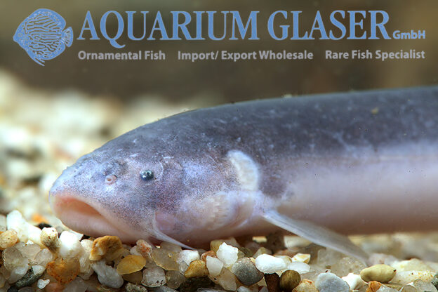 Pareiodon cf. microps - Aquarium Glaser GmbH