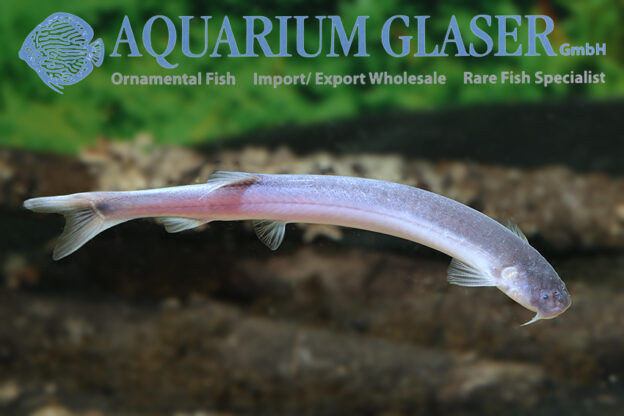 Pareiodon cf. microps - Aquarium Glaser GmbH
