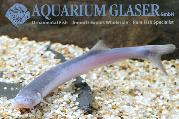 Pareiodon cf. microps - Aquarium Glaser GmbH