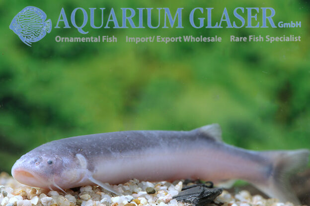 Pareiodon cf. microps - Aquarium Glaser GmbH