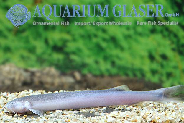 Pareiodon cf. microps - Aquarium Glaser GmbH