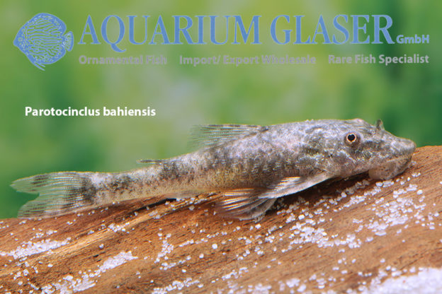 Parotocinclus bahiensis and P. cearensis - Aquarium Glaser GmbH