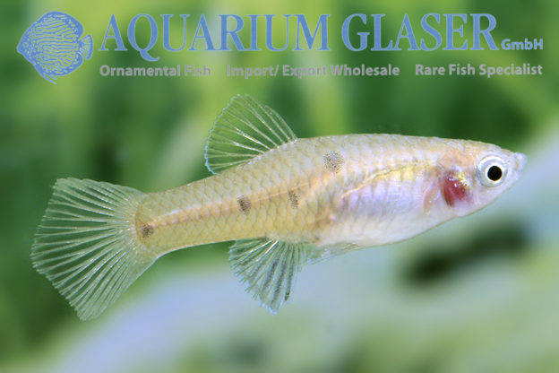 Phallichthys quadripunctatus - Aquarium Glaser GmbH