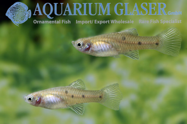 Phallichthys quadripunctatus - Aquarium Glaser GmbH