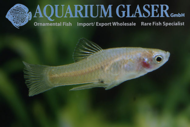 Phallichthys quadripunctatus - Aquarium Glaser GmbH
