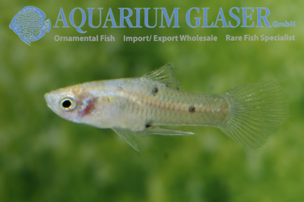 Phallichthys quadripunctatus - Aquarium Glaser GmbH