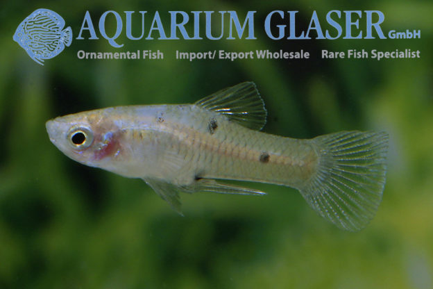 Phallichthys quadripunctatus - Aquarium Glaser GmbH