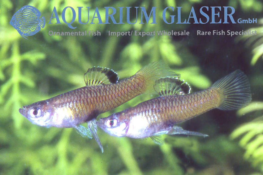 Phallichthys tico - Aquarium Glaser GmbH