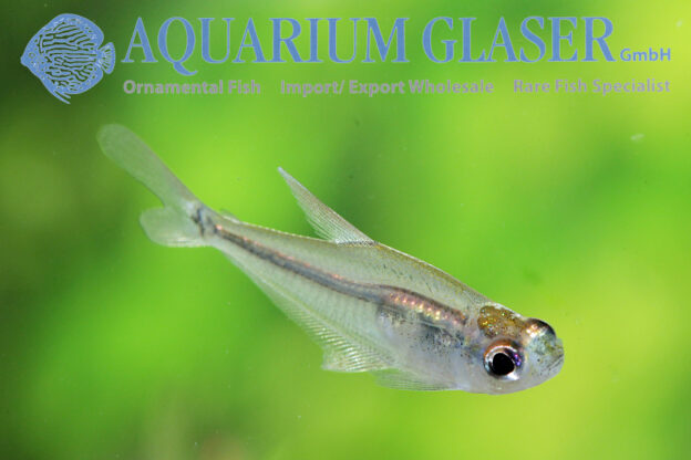 Phenacogaster cf. capitulata - Aquarium Glaser GmbH