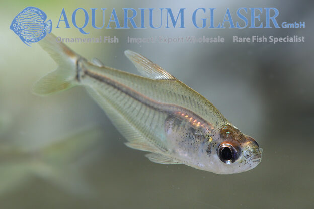 Phenacogaster cf. capitulata - Aquarium Glaser GmbH