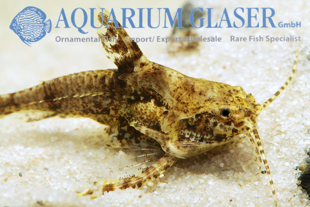 Physopyxis lyra - Aquarium Glaser GmbH