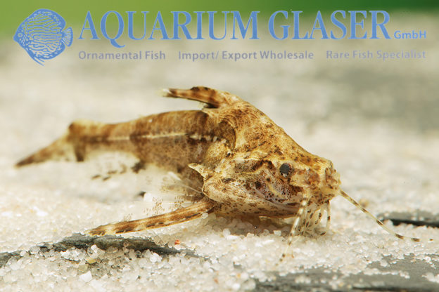 Physopyxis lyra - Aquarium Glaser GmbH