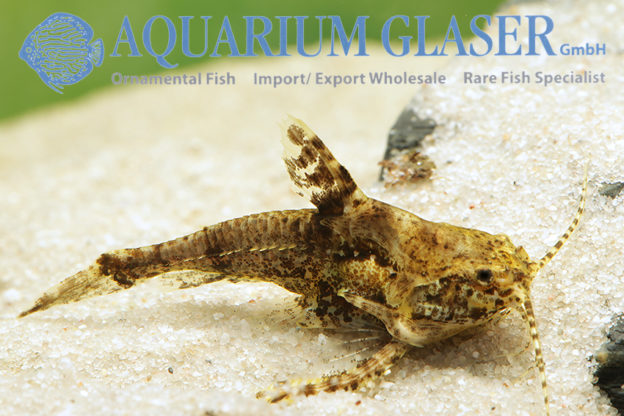 Physopyxis lyra - Aquarium Glaser GmbH