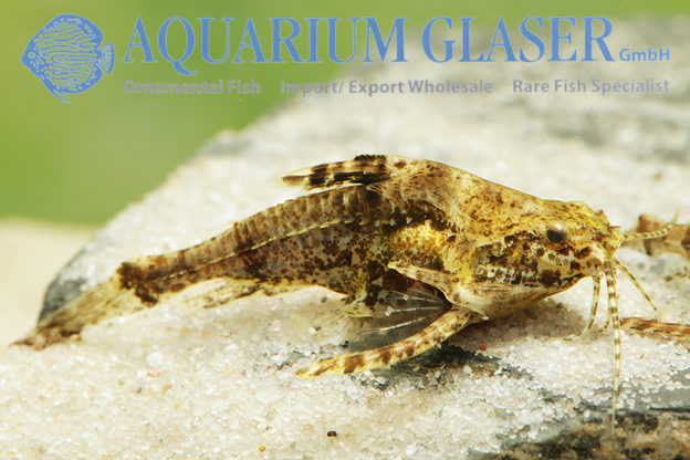 Physopyxis lyra - Aquarium Glaser GmbH