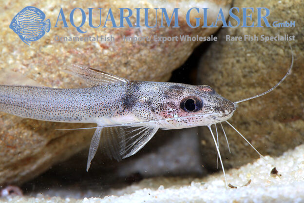Pimelodella sp. Ventuari - Aquarium Glaser GmbH