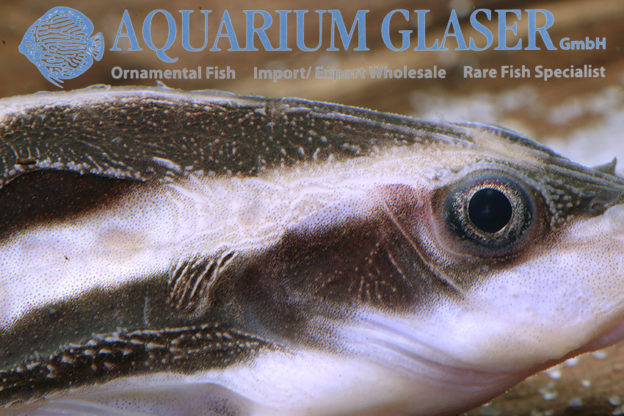 Platydoras armatulus - Aquarium Glaser GmbH
