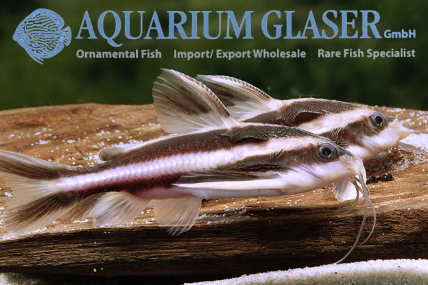 Platydoras armatulus - Aquarium Glaser GmbH