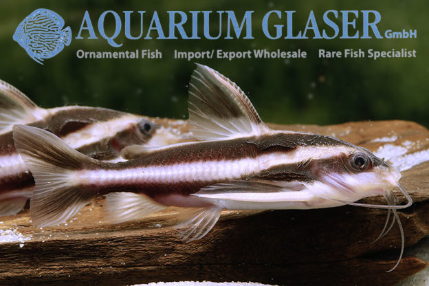 Platydoras armatulus - Aquarium Glaser GmbH