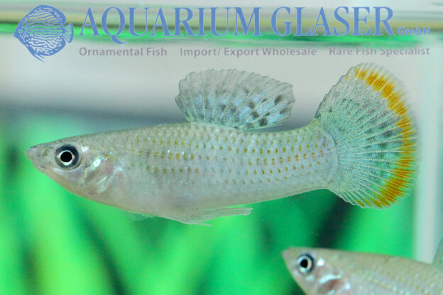 Poecilia butleri - Aquarium Glaser GmbH