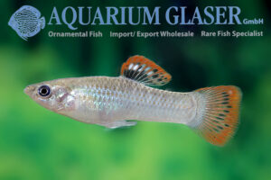 Poecilia salvatoris - Aquarium Glaser GmbH