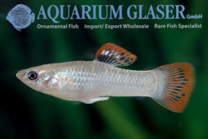 Poecilia salvatoris - Aquarium Glaser GmbH