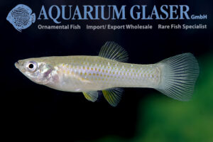Poecilia salvatoris - Aquarium Glaser GmbH