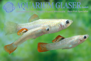 Poecilia salvatoris - Aquarium Glaser GmbH