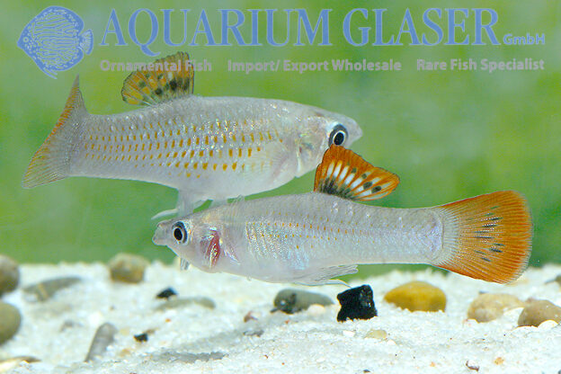 Poecilia salvatoris - Aquarium Glaser GmbH