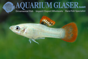 Poecilia salvatoris - Aquarium Glaser GmbH
