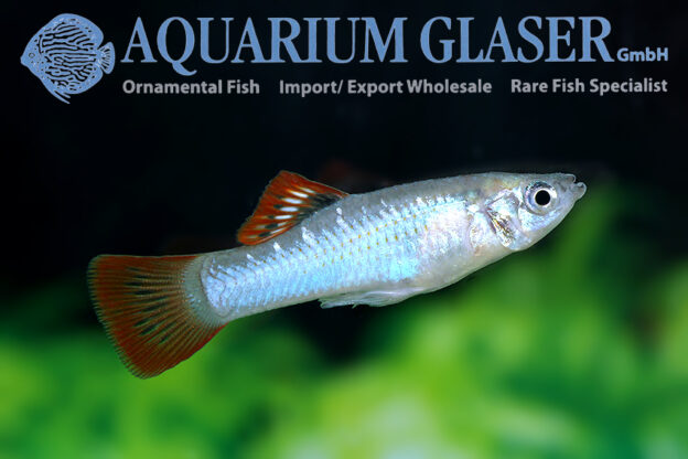 Poecilia salvatoris - Aquarium Glaser GmbH