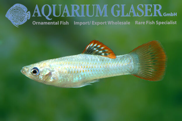 Poecilia salvatoris - Aquarium Glaser GmbH