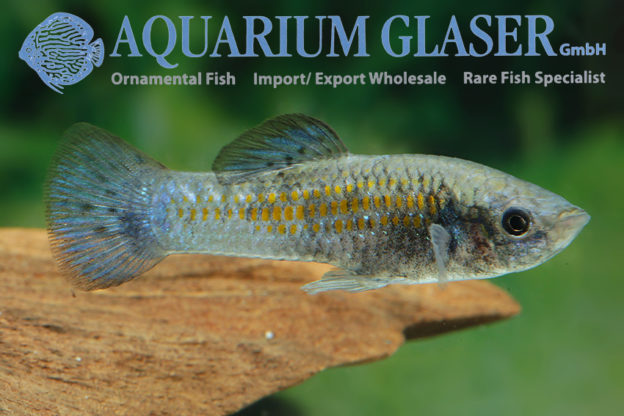 Poecilia chica - Aquarium Glaser GmbH