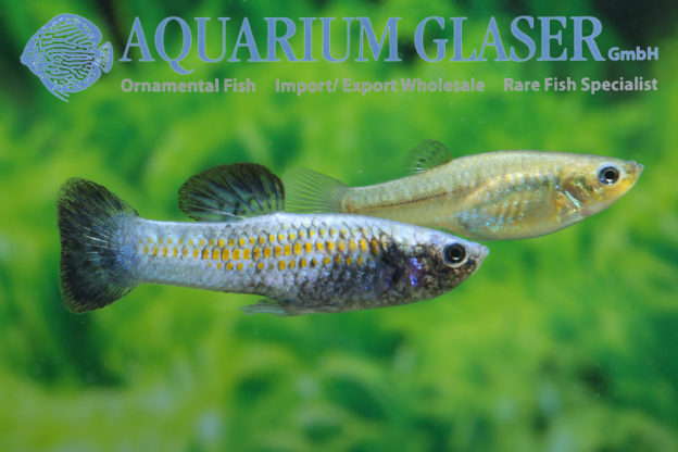 Poecilia chica - Aquarium Glaser GmbH
