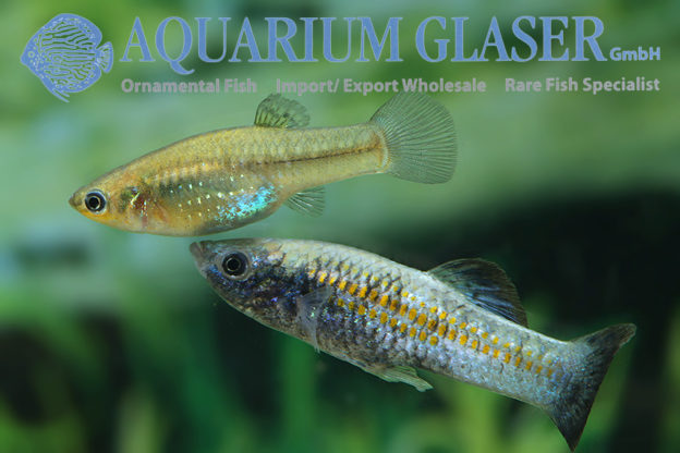 Poecilia chica - Aquarium Glaser GmbH